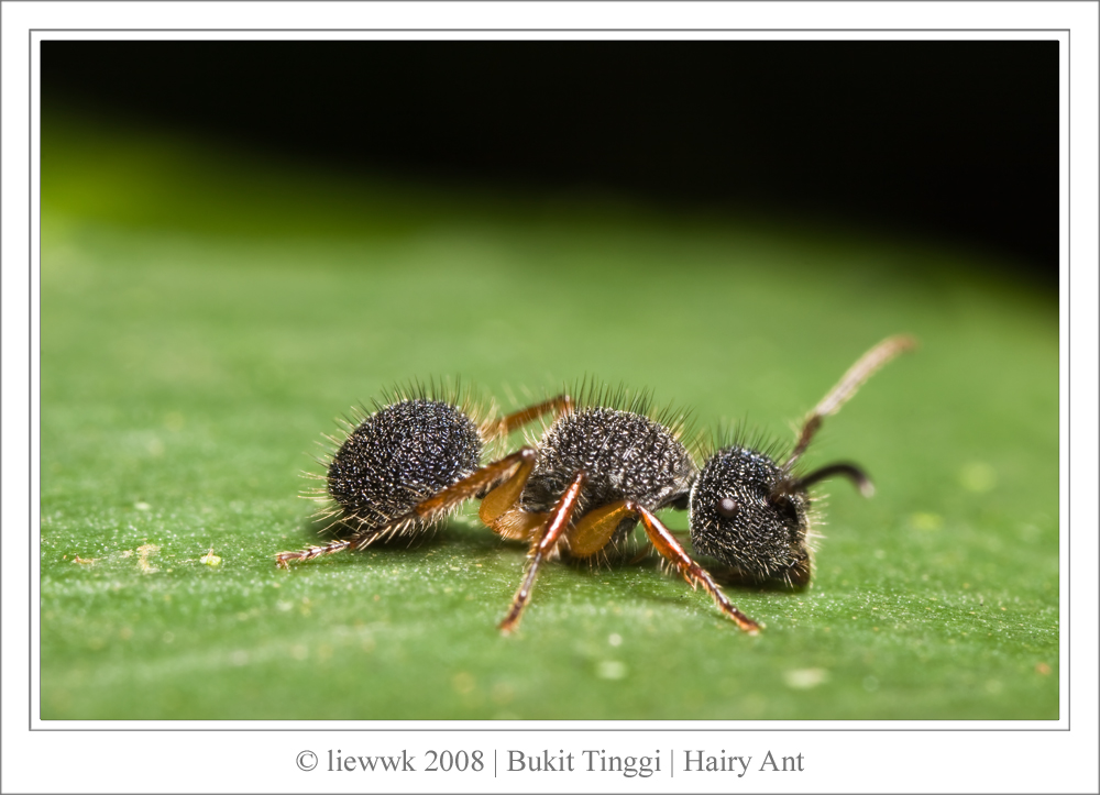 Hairy Ant Myconfinedspace